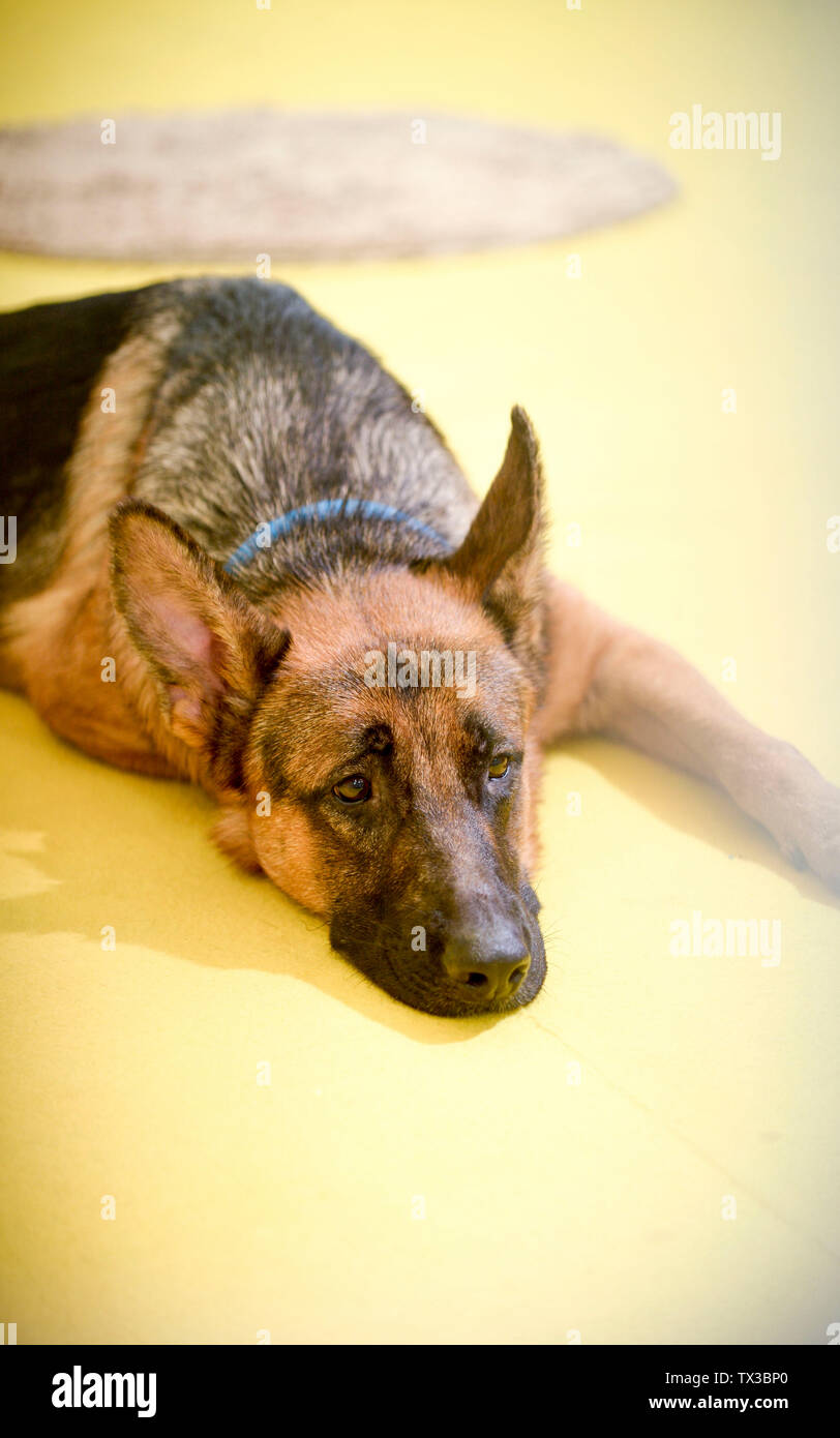 Funny dog video hi-res stock photography and images - Alamy