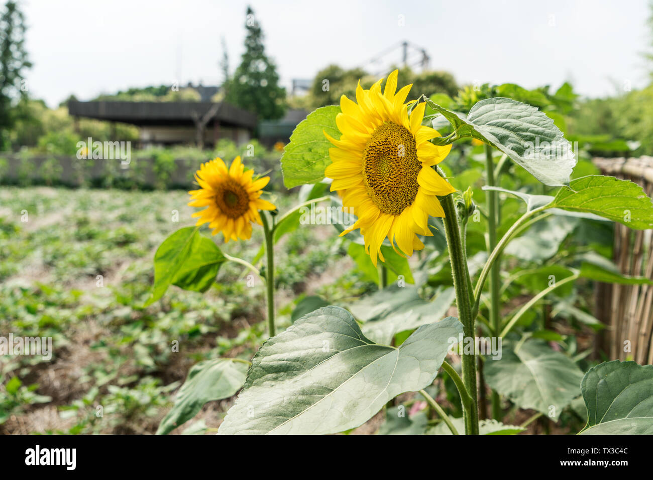 Sunflowers on the farm Stock Photo - Alamy