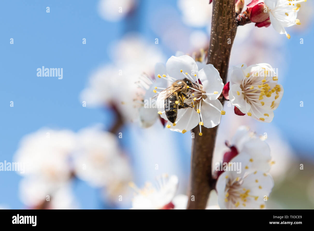Honey bee collecting pollen from a cherry tree blossom Stock Photo - Alamy