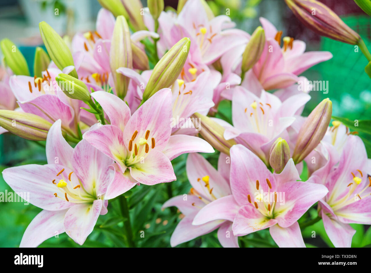 Large oriental lilies hi-res stock photography and images - Alamy
