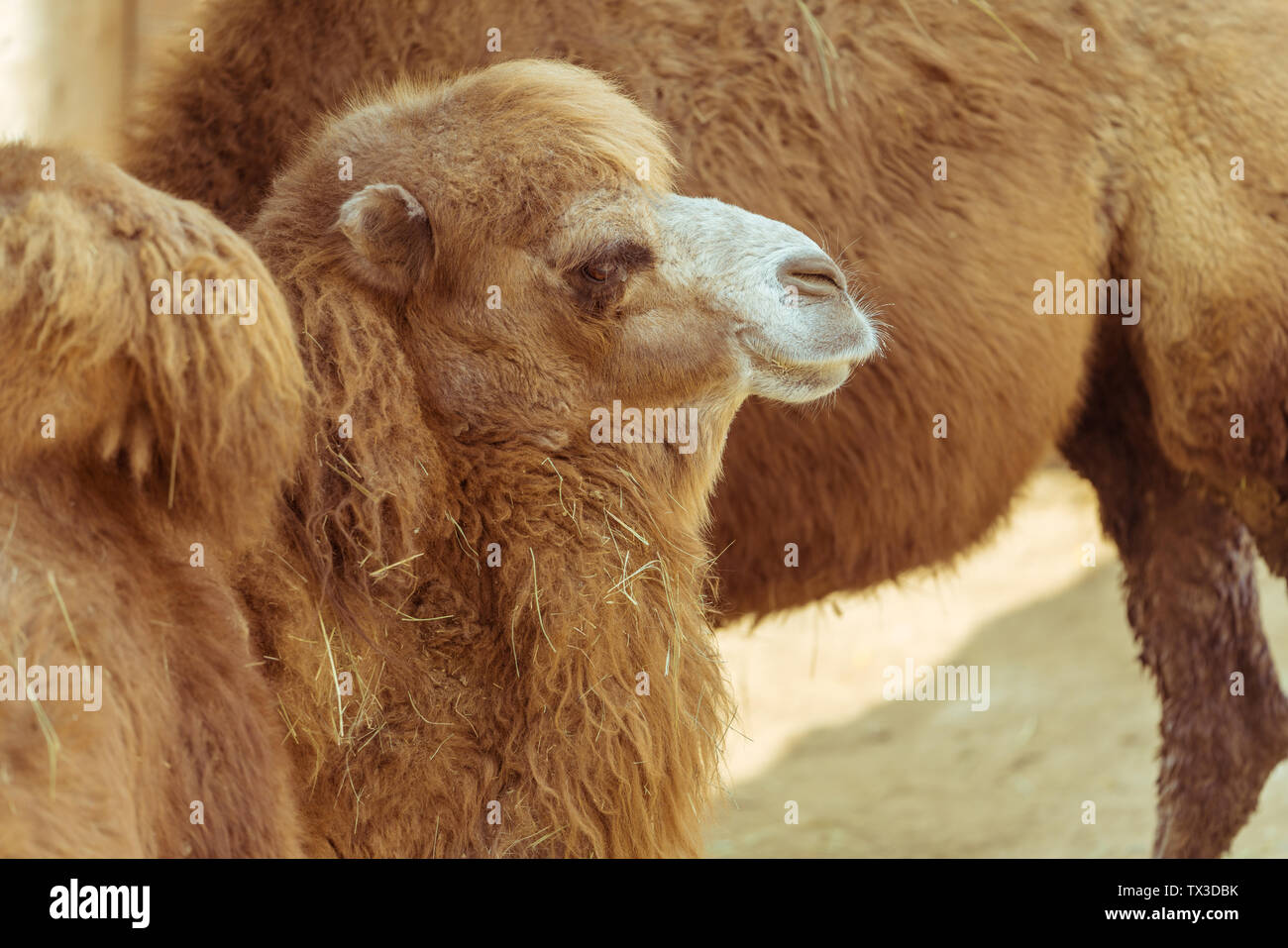 The side face of a camel in the zoo Stock Photo - Alamy