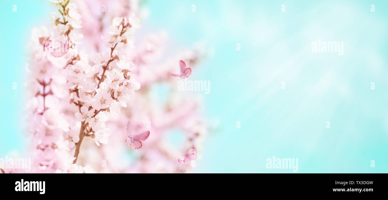 Spring banner with branches of blossoming cherry and butterflies ...