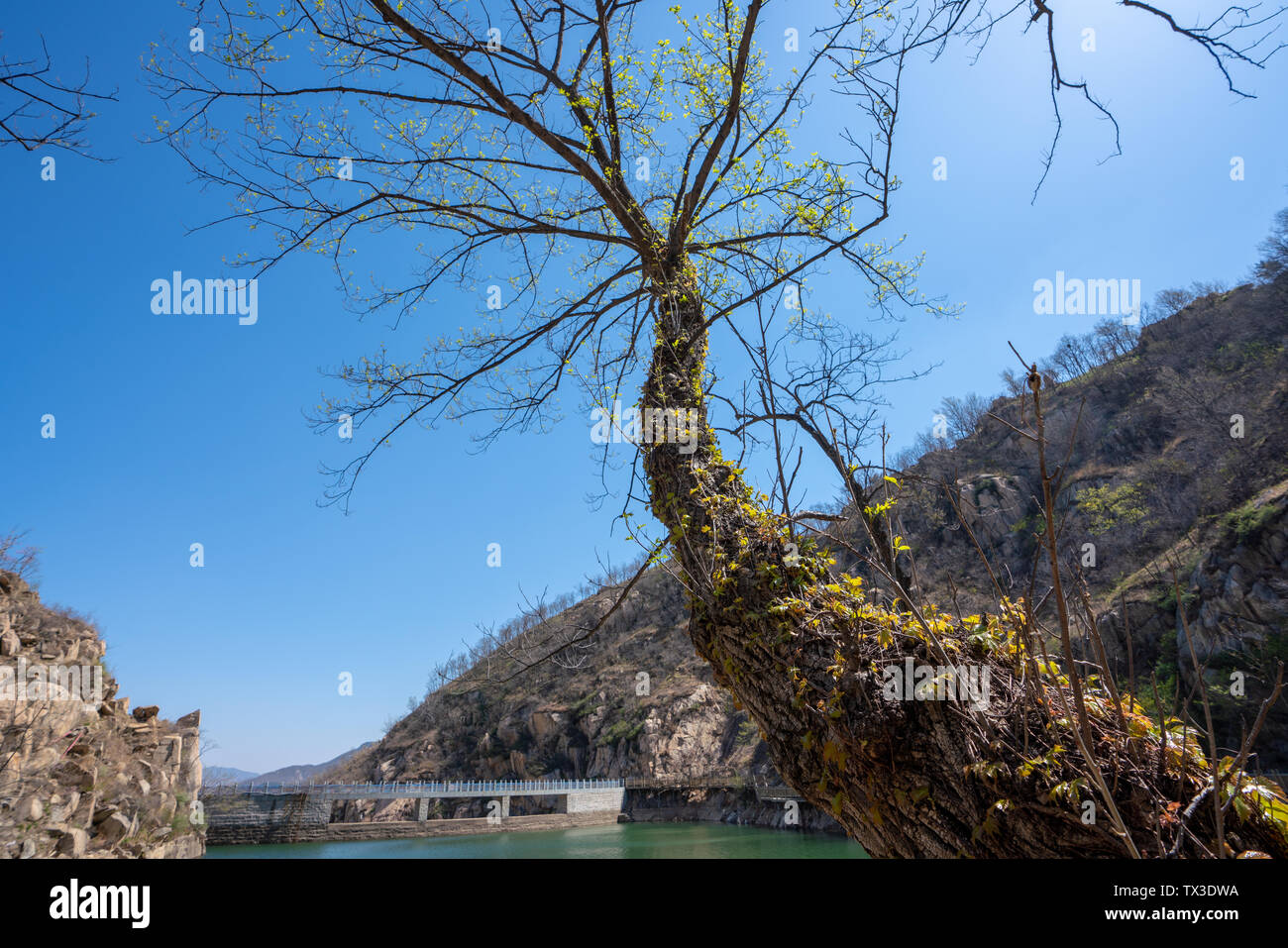 Spring sprouting trees Stock Photo - Alamy