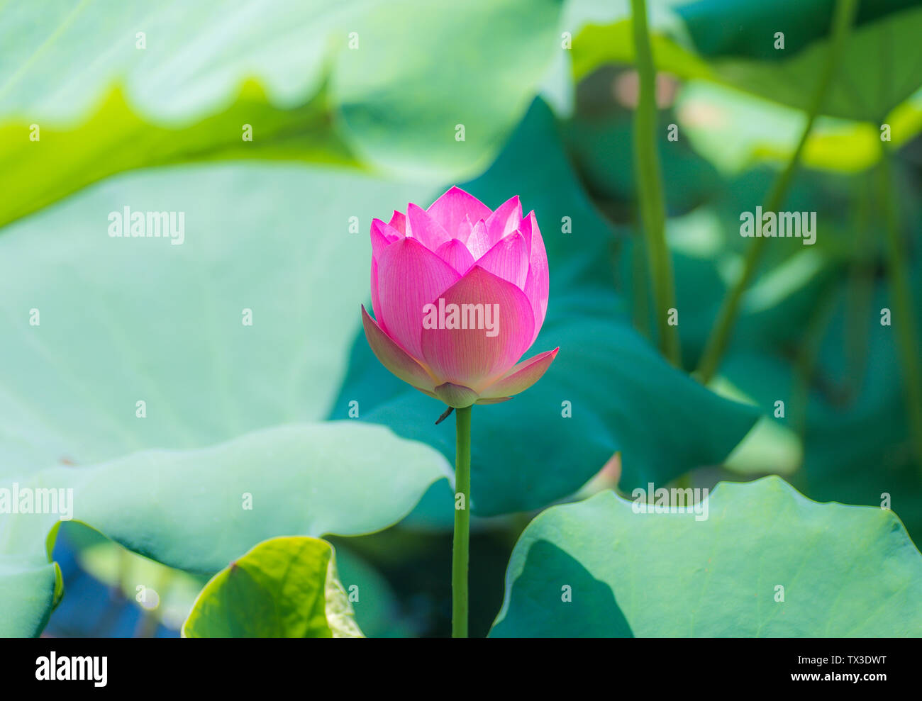 Lotus at Lotus Lake Park, Bridge Head Stock Photo - Alamy