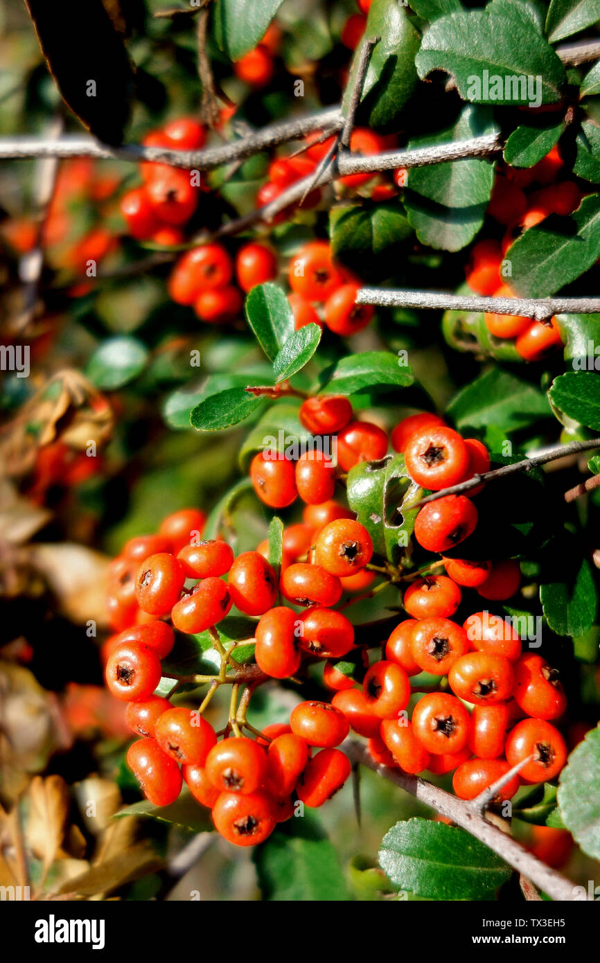 Fire thorn fruits hi-res stock photography and images - Alamy