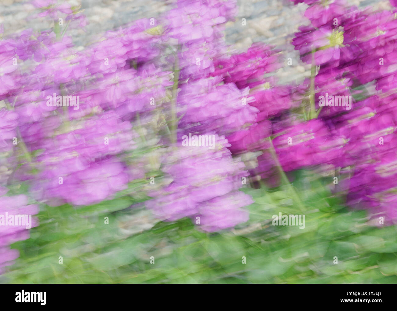 Blurred nature image hi-res stock photography and images - Alamy