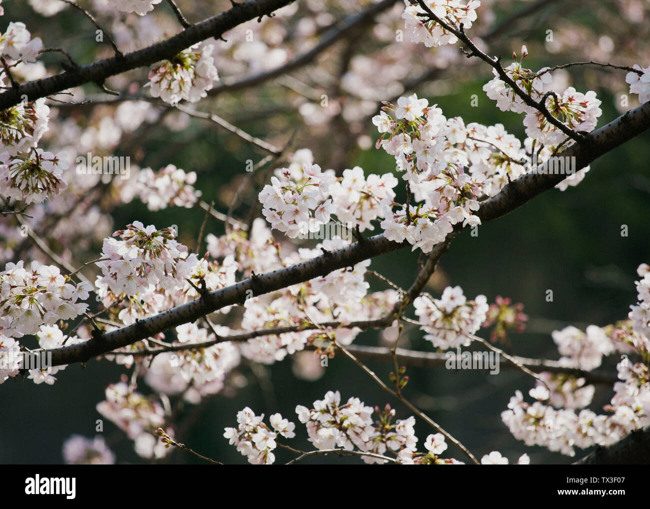 Close up pink cherry blossom tree in bloom Stock Photo - Alamy