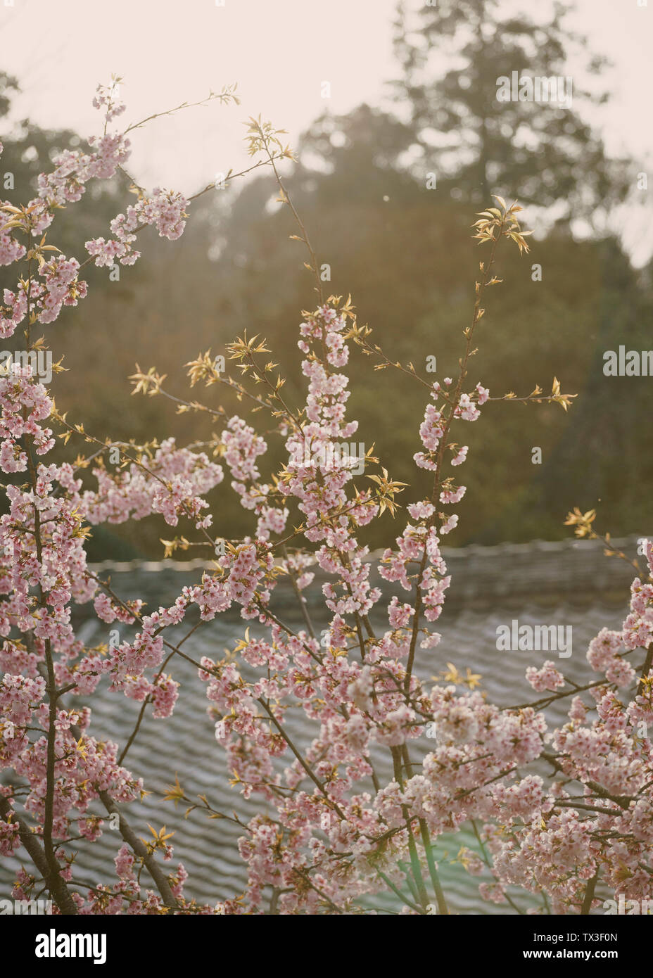 Pink cherry blossom tree in bloom, Kyoto, Kyoto Prefecture, Japan Stock ...