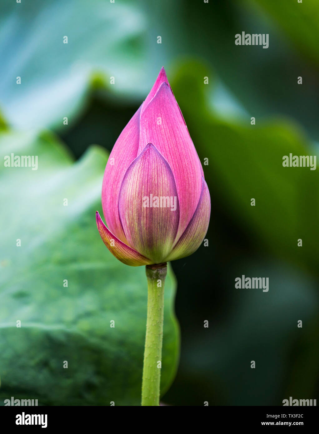 Foreign lotus genus hi-res stock photography and images - Alamy
