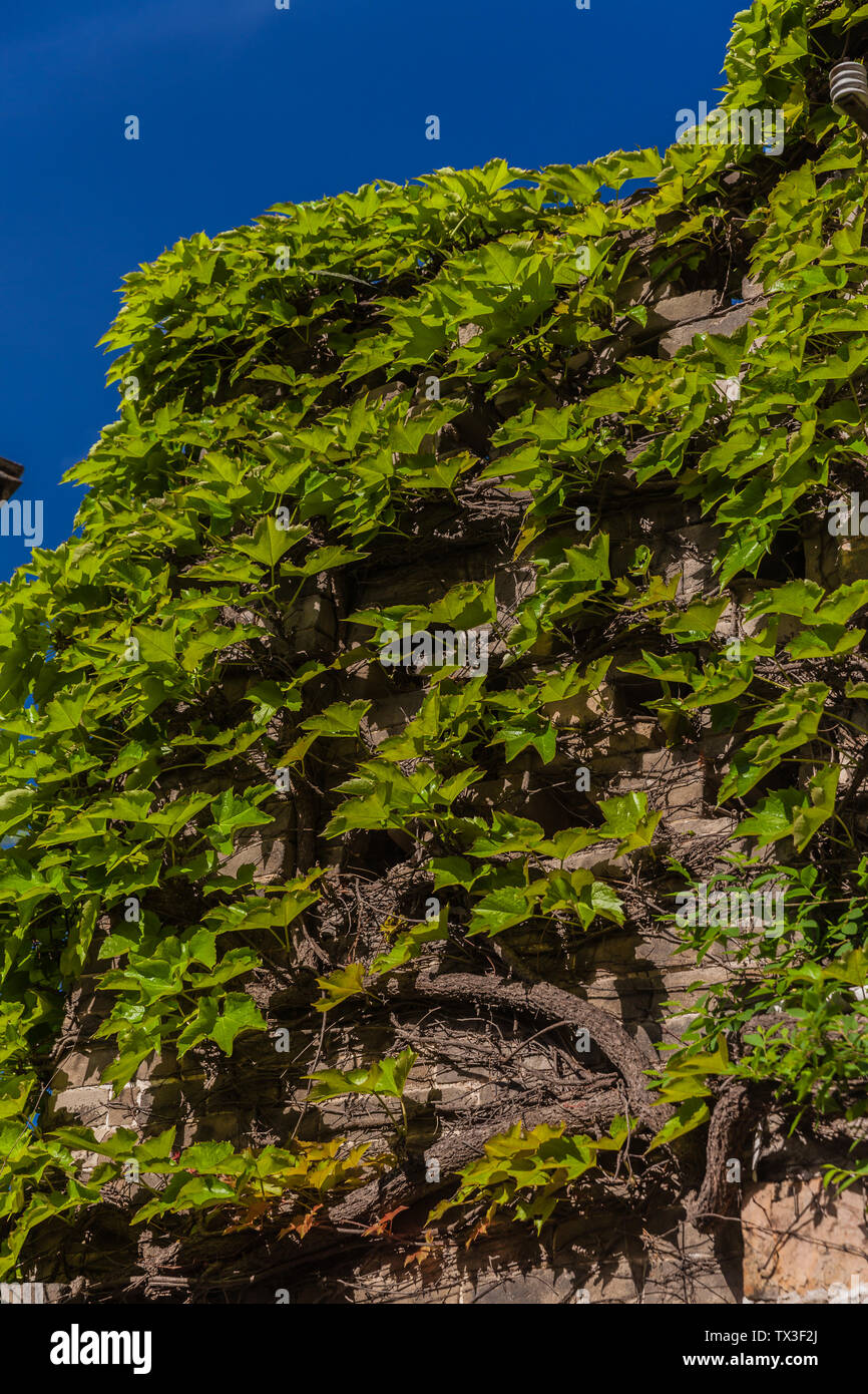 Summer green, cool leaves, light and shadow Stock Photo - Alamy