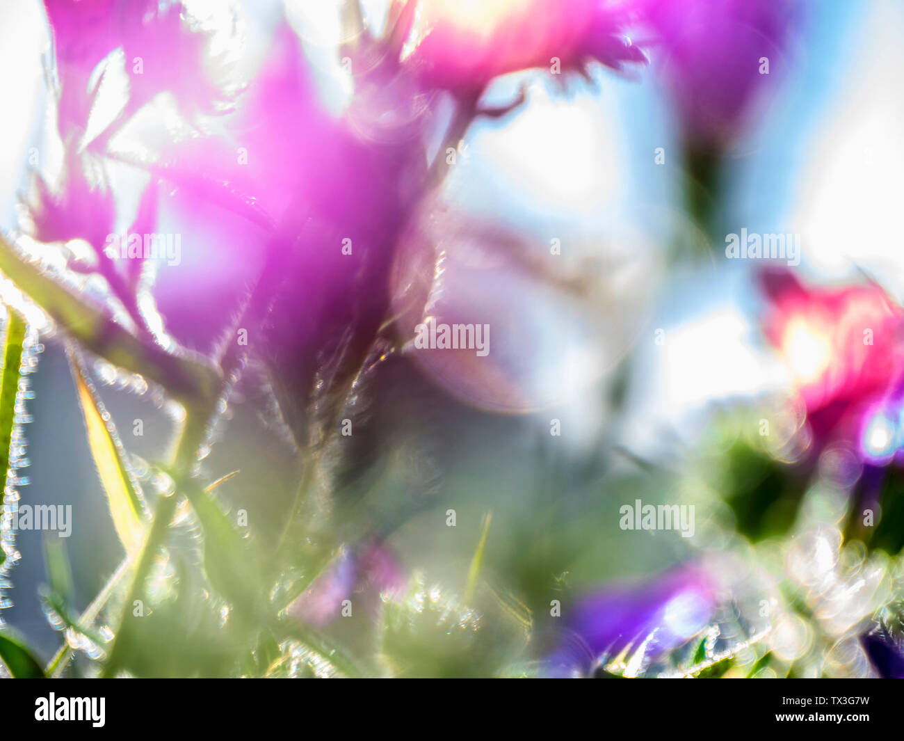 Extreme close up idyllic purple flowers Stock Photo - Alamy