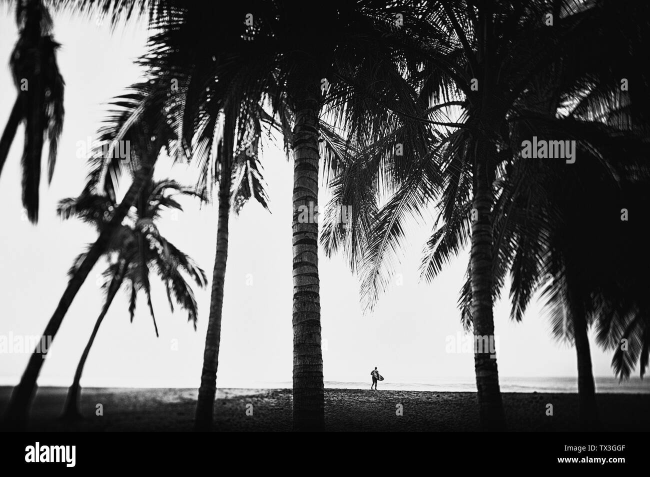 Surfer with surfboard under tall palm trees on tropical ocean beach ...