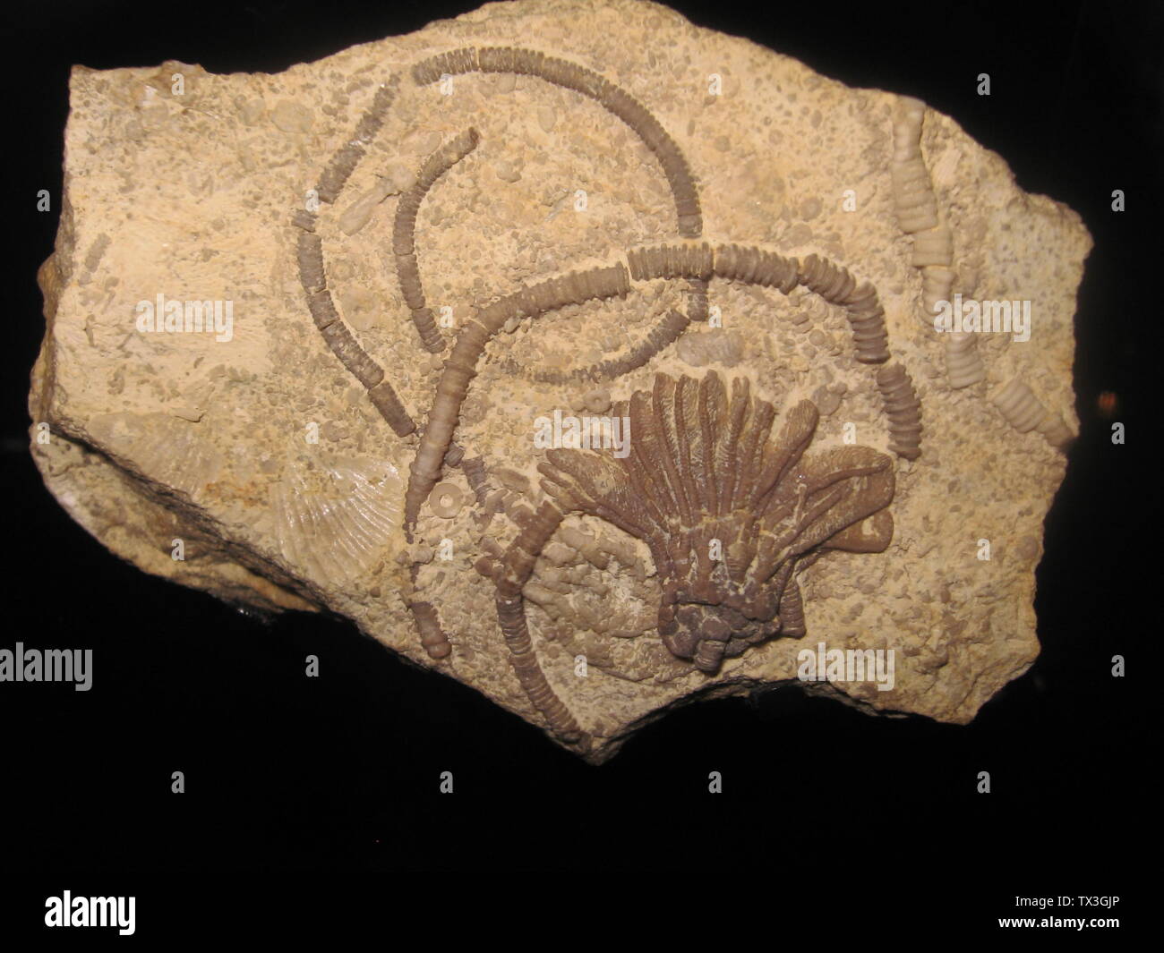 Fossil crinoid hi-res stock photography and images - Alamy