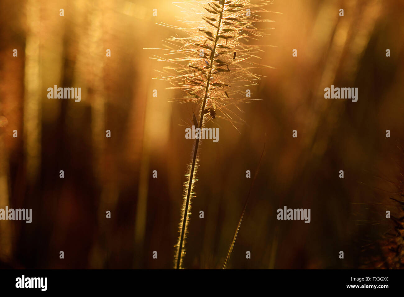 Back lit beauty in nature hi-res stock photography and images - Alamy