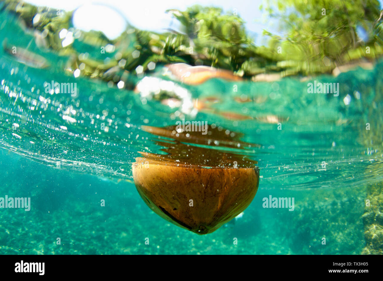Coconut floating in tropical ocean, Puerto Vallarta, Jalisco, Mexico ...