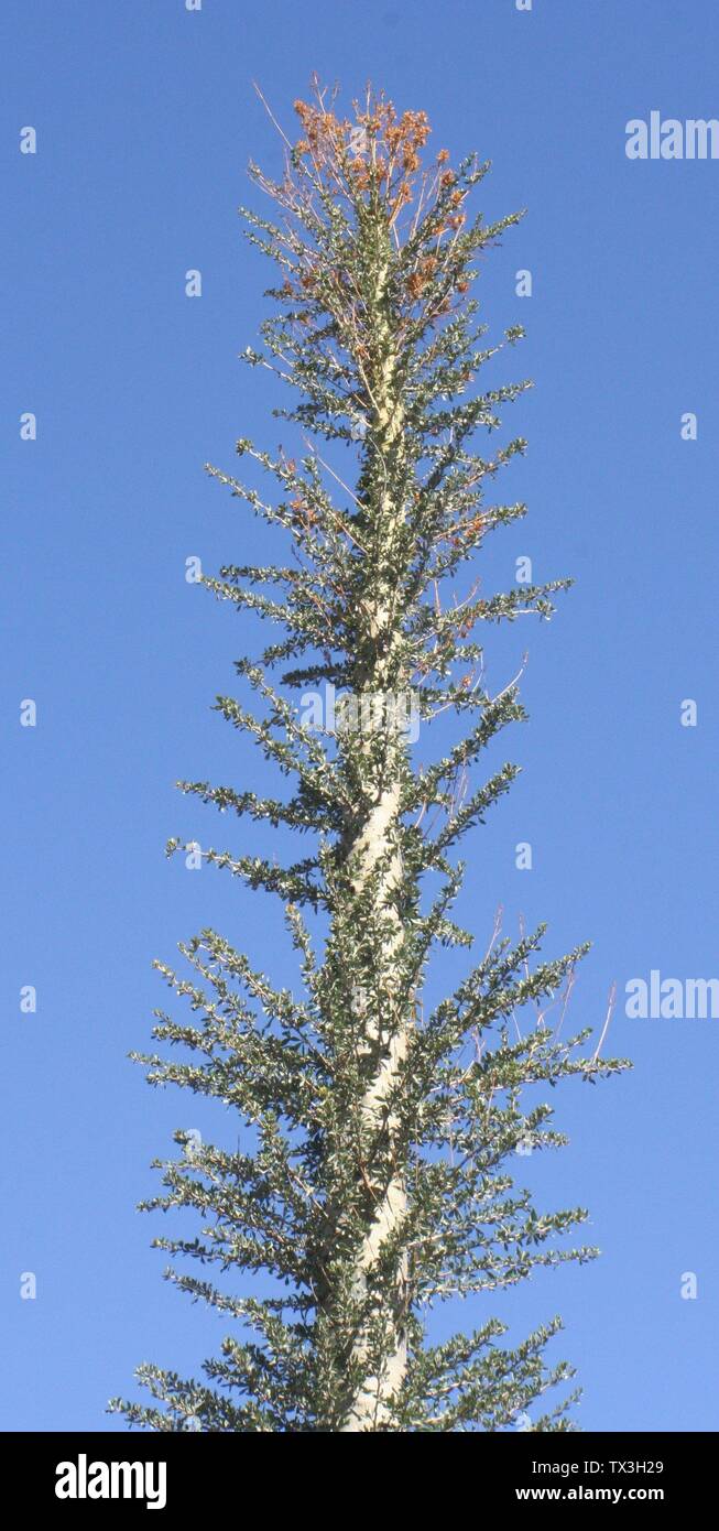 Top of a boojum tree fouquieria columnaris hi-res stock photography and ...
