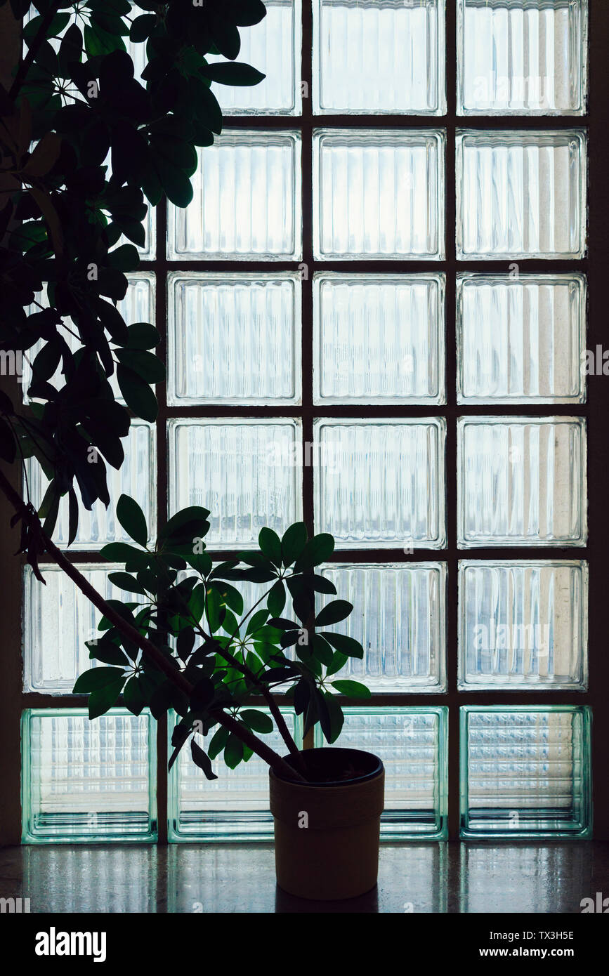 Potted tree in front of cubed glass Stock Photo - Alamy