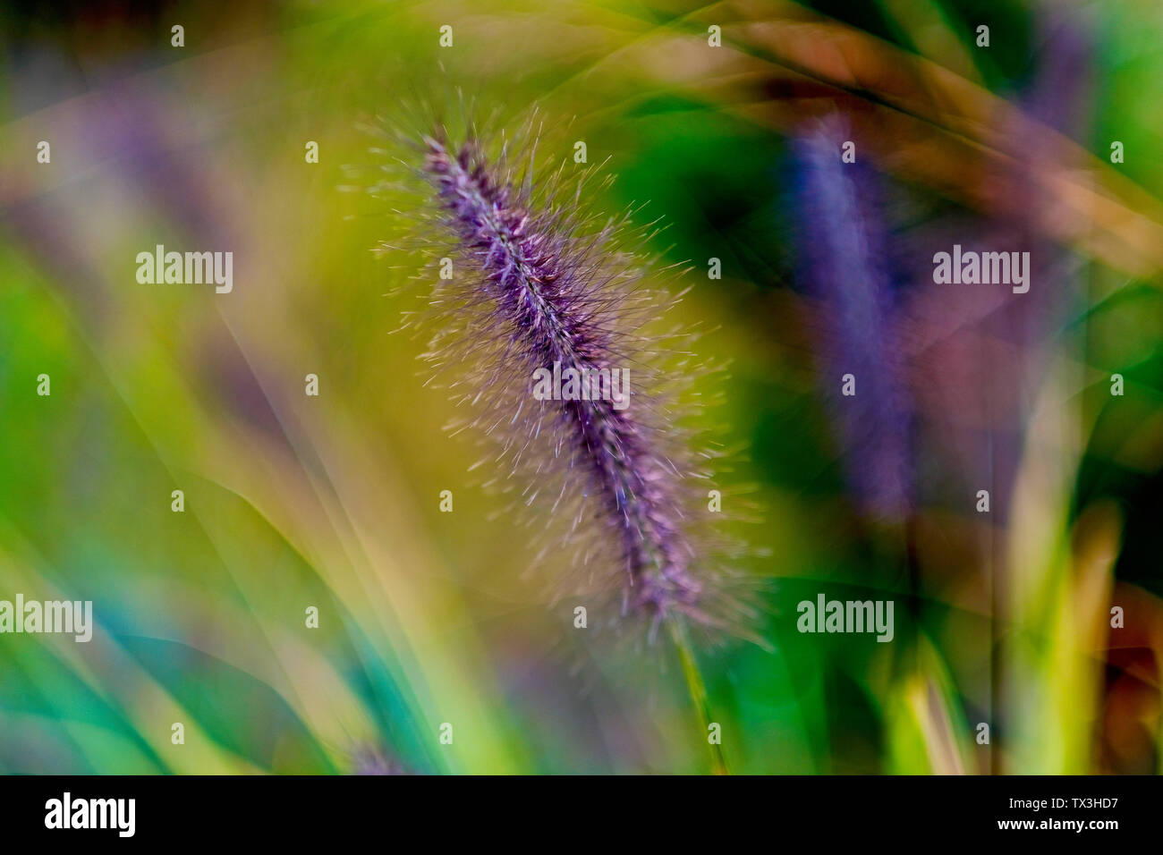 Beauty in the detail hi-res stock photography and images - Alamy