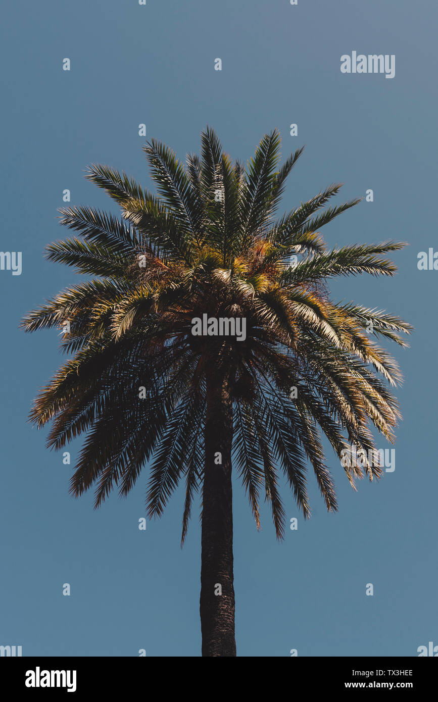 Tall tree against clear hi-res stock photography and images - Alamy