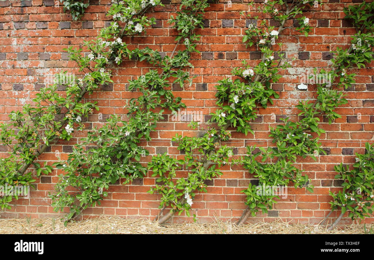 Cordon apple trees hi-res stock photography and images - Alamy