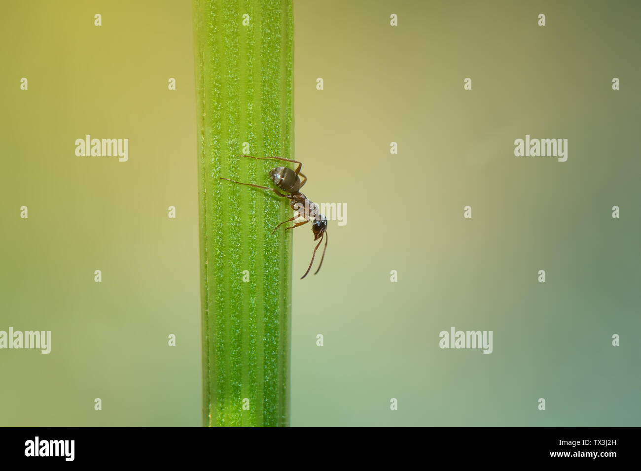 Close up of ant on a flower stalk Stock Photo - Alamy