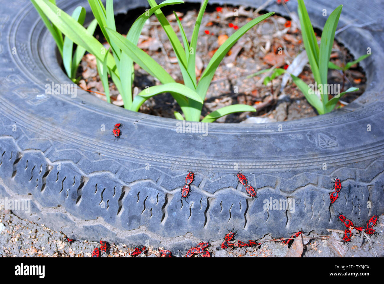 Red firebugs group (Pyrrhocoris apterus) on gray old truck rubber tire ...