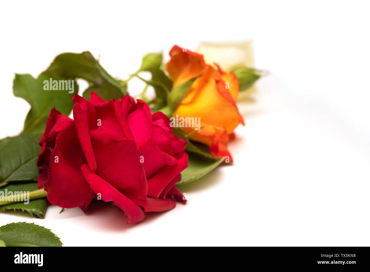 Set of three roses on white background Stock Photo - Alamy