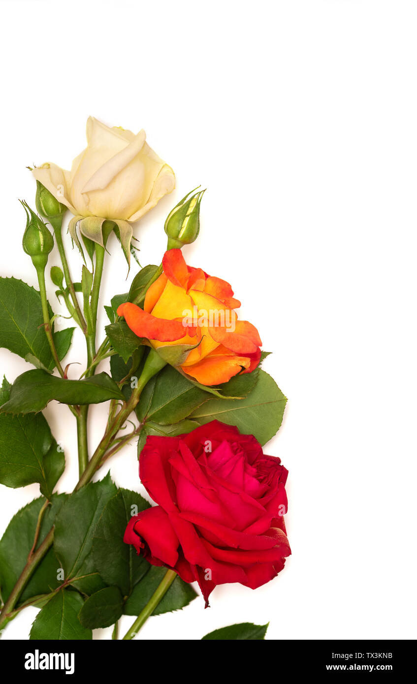 Set of three roses on white background Stock Photo - Alamy