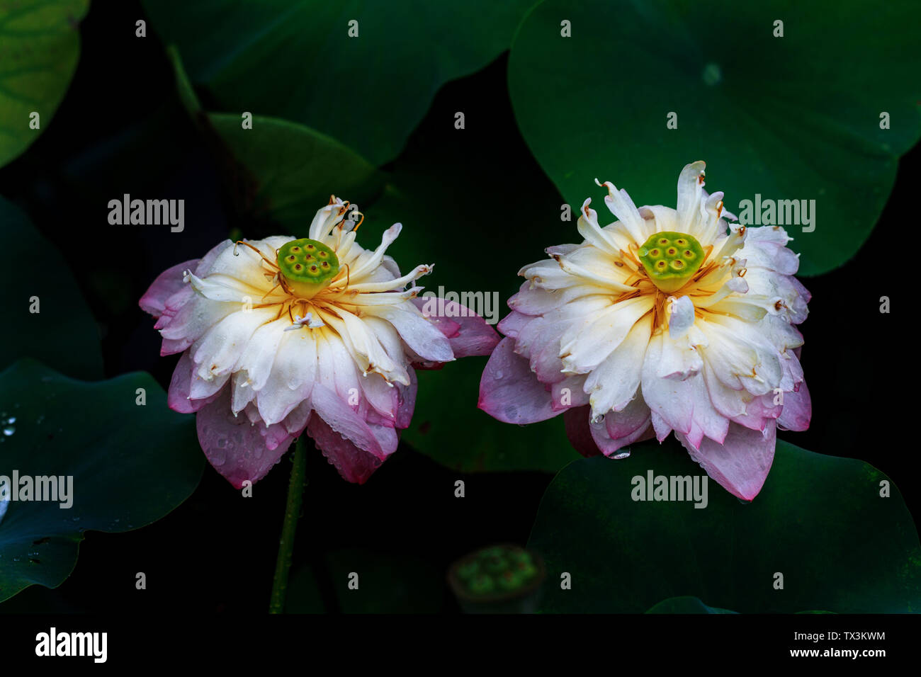 Foreign leaves and lotus flowers bloom hi-res stock photography and ...