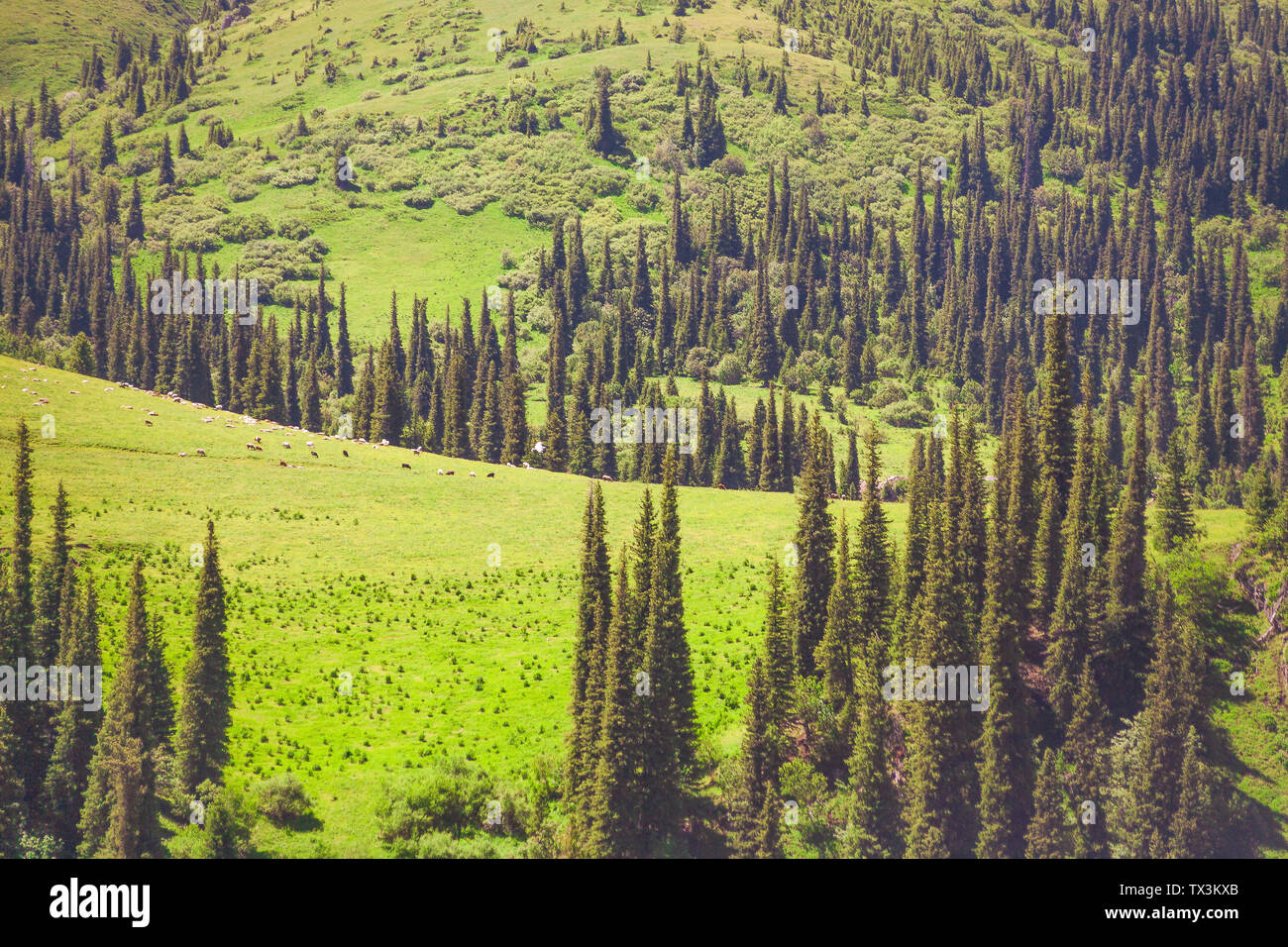 Alpine pastures in the depths of Tianshan Mountain Stock Photo - Alamy