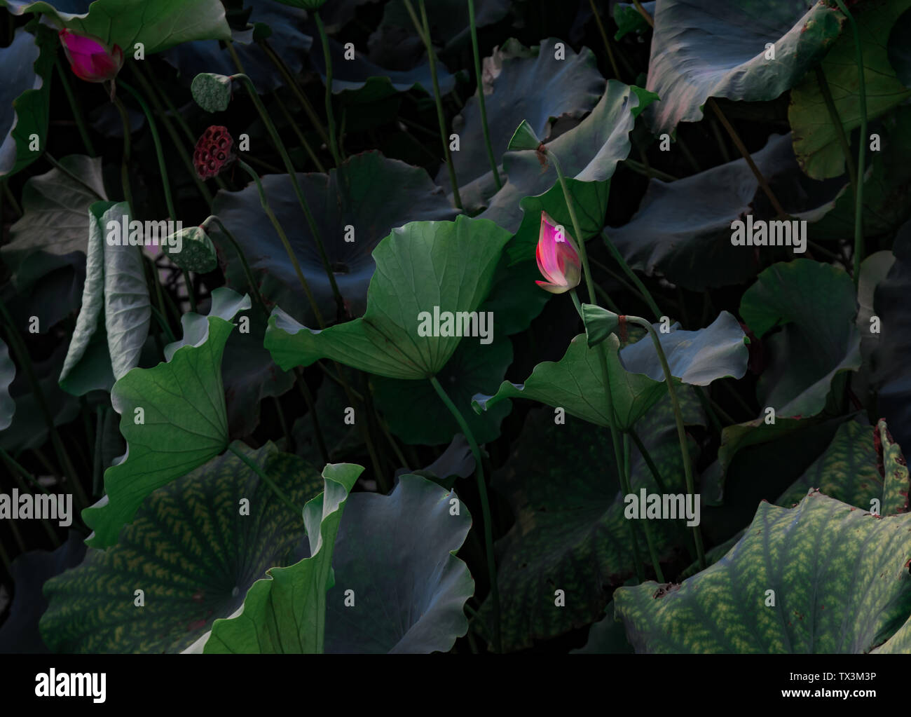 Summer lotus leaves and west lake in summer hi-res stock photography ...