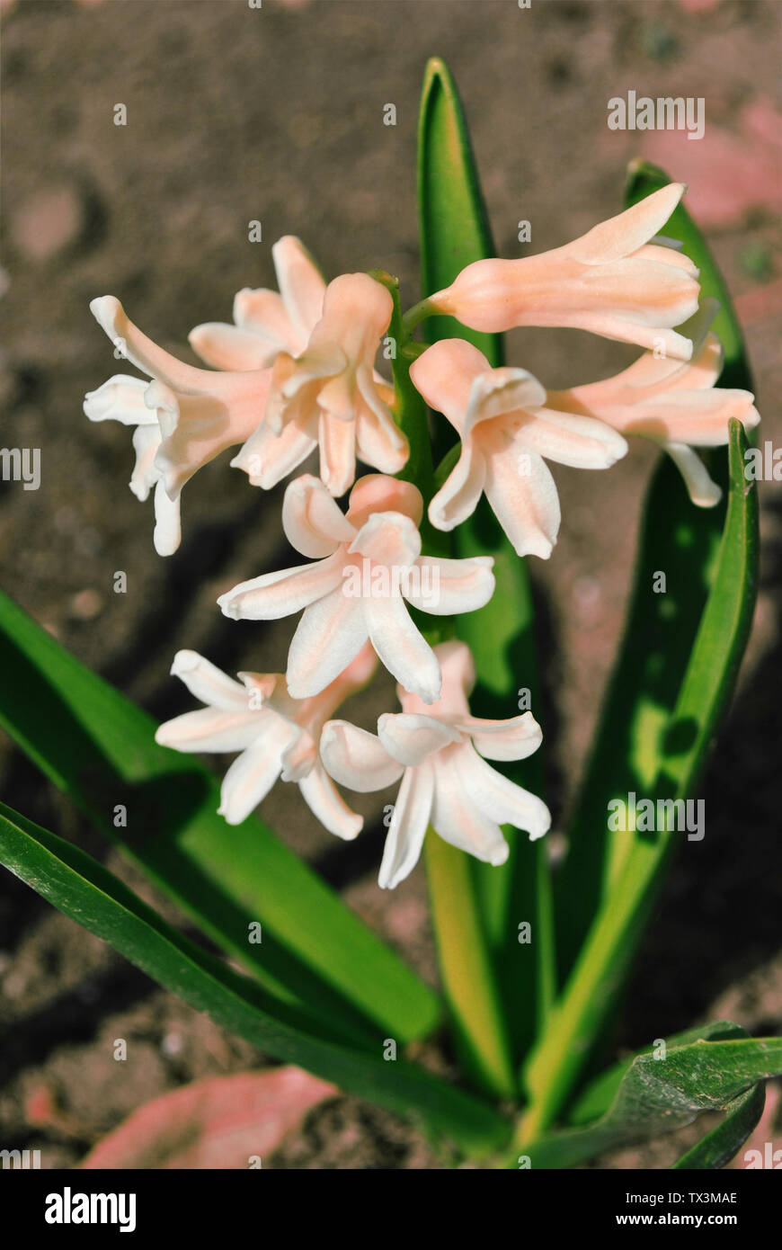 White hyacint hi-res stock photography and images - Alamy