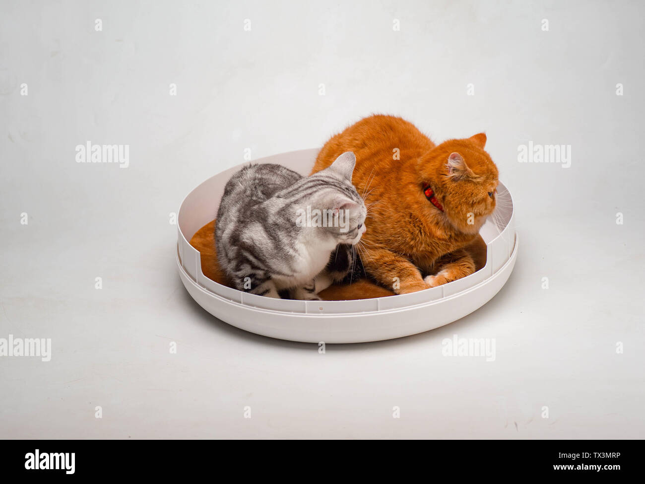 Baby human pet indoors cat hi-res stock photography and images - Alamy