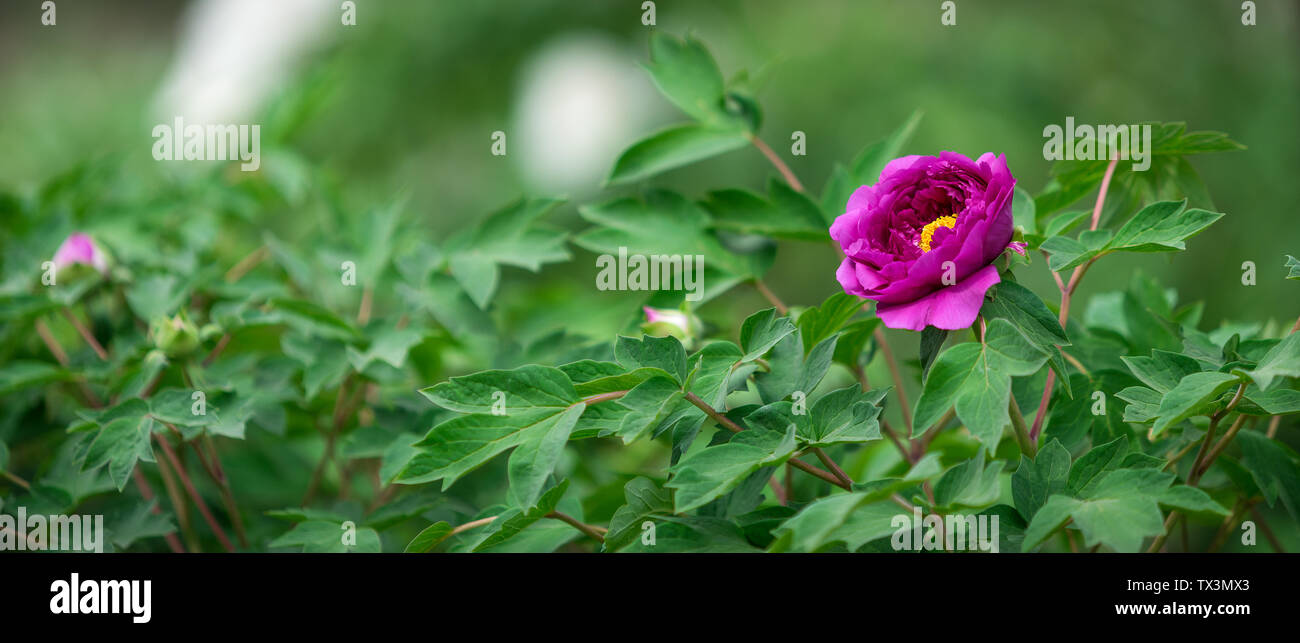 Luoyang peonies and flowers hi-res stock photography and images - Alamy