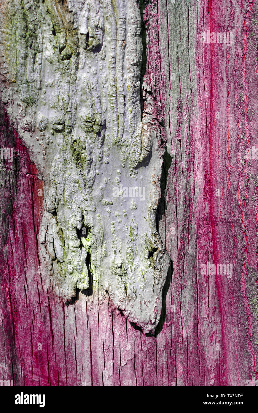 Tree cracked old gray, purple trunk, vertical background texture close ...