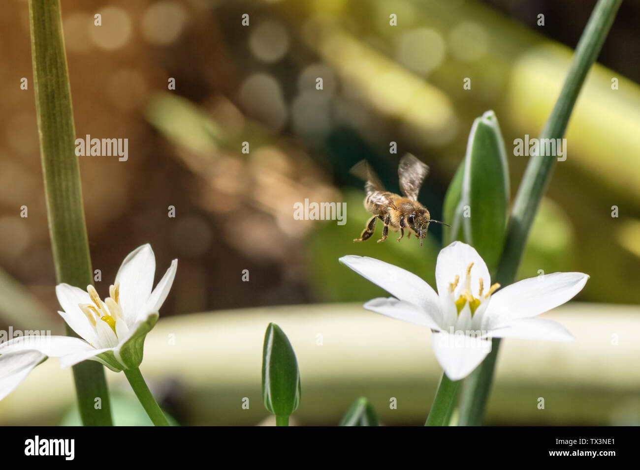Collecting pollen from a white flower hi-res stock photography and ...