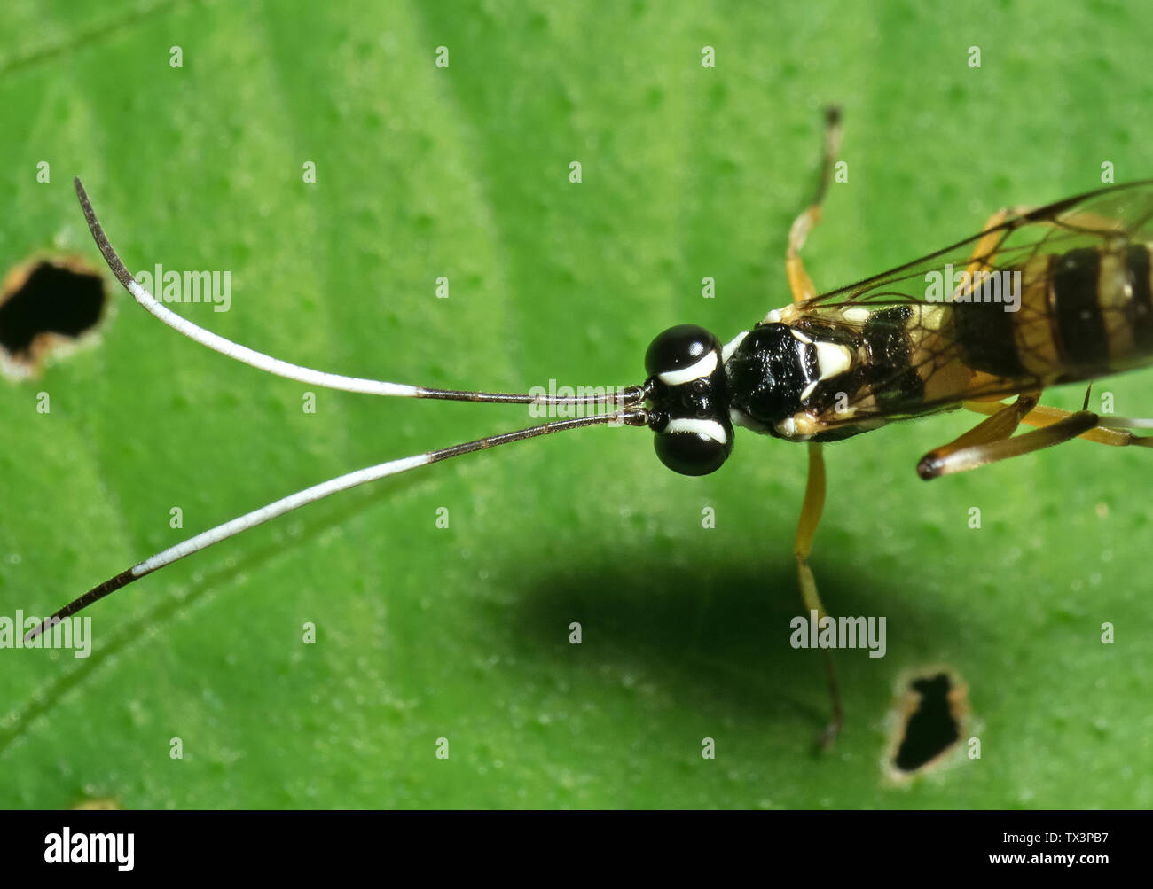 Macro Photography of Ichneumon Wasp with Black and White Antennae on ...