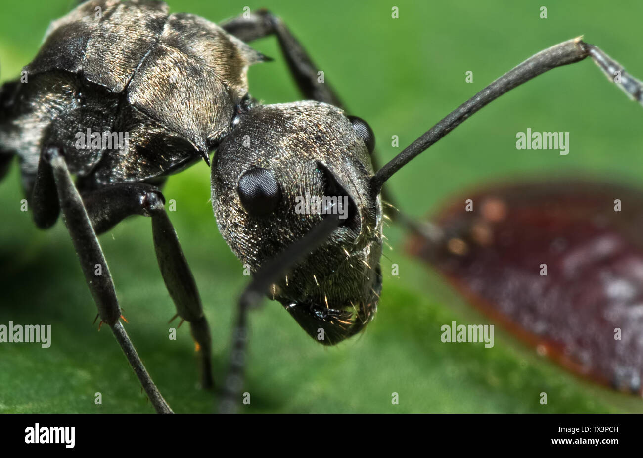 Macro Photography of Golden Weaver Ant with Scale Insect on Green Leaf ...