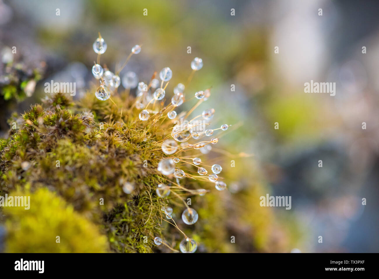 Dew on moss Stock Photo - Alamy