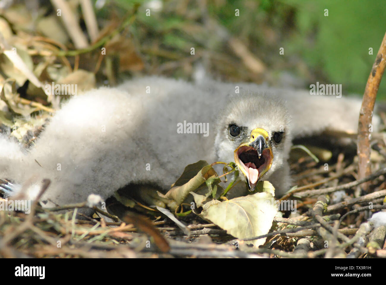 Hatchling the common kestrel (Falco tinnunculus, European kestrel ...