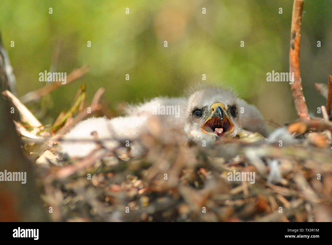 Hatchling the common kestrel (Falco tinnunculus, European kestrel ...