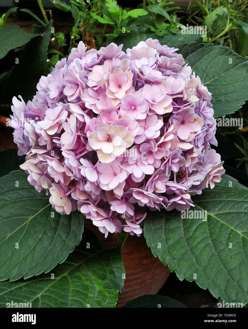 Pink and purple hydrangeas hi-res stock photography and images - Alamy