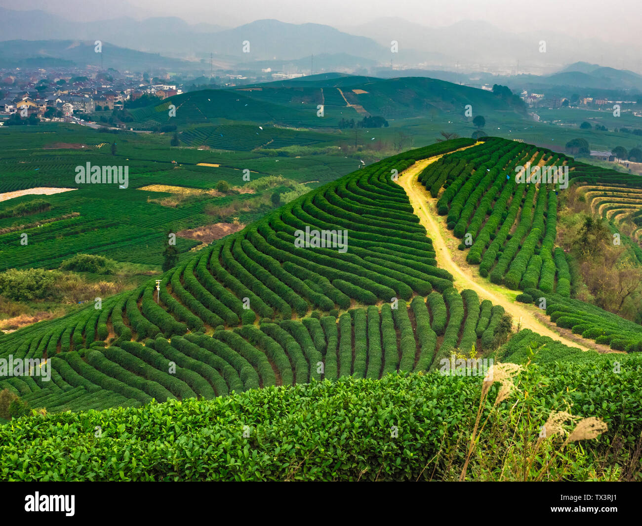 Grazing tea garden hi-res stock photography and images - Alamy
