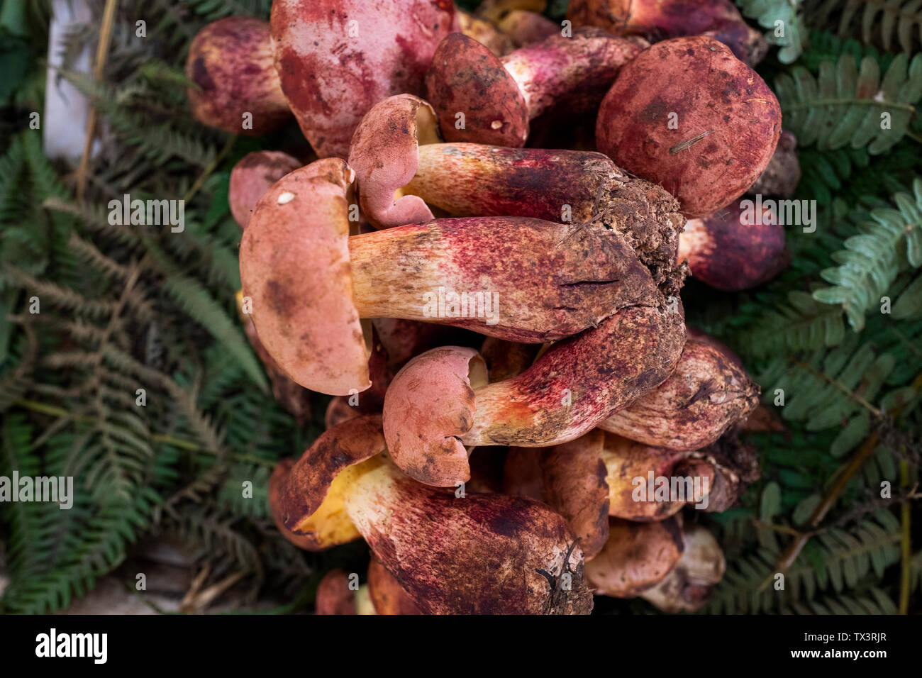 Fresh, earthy, wild edible fungus Stock Photo - Alamy