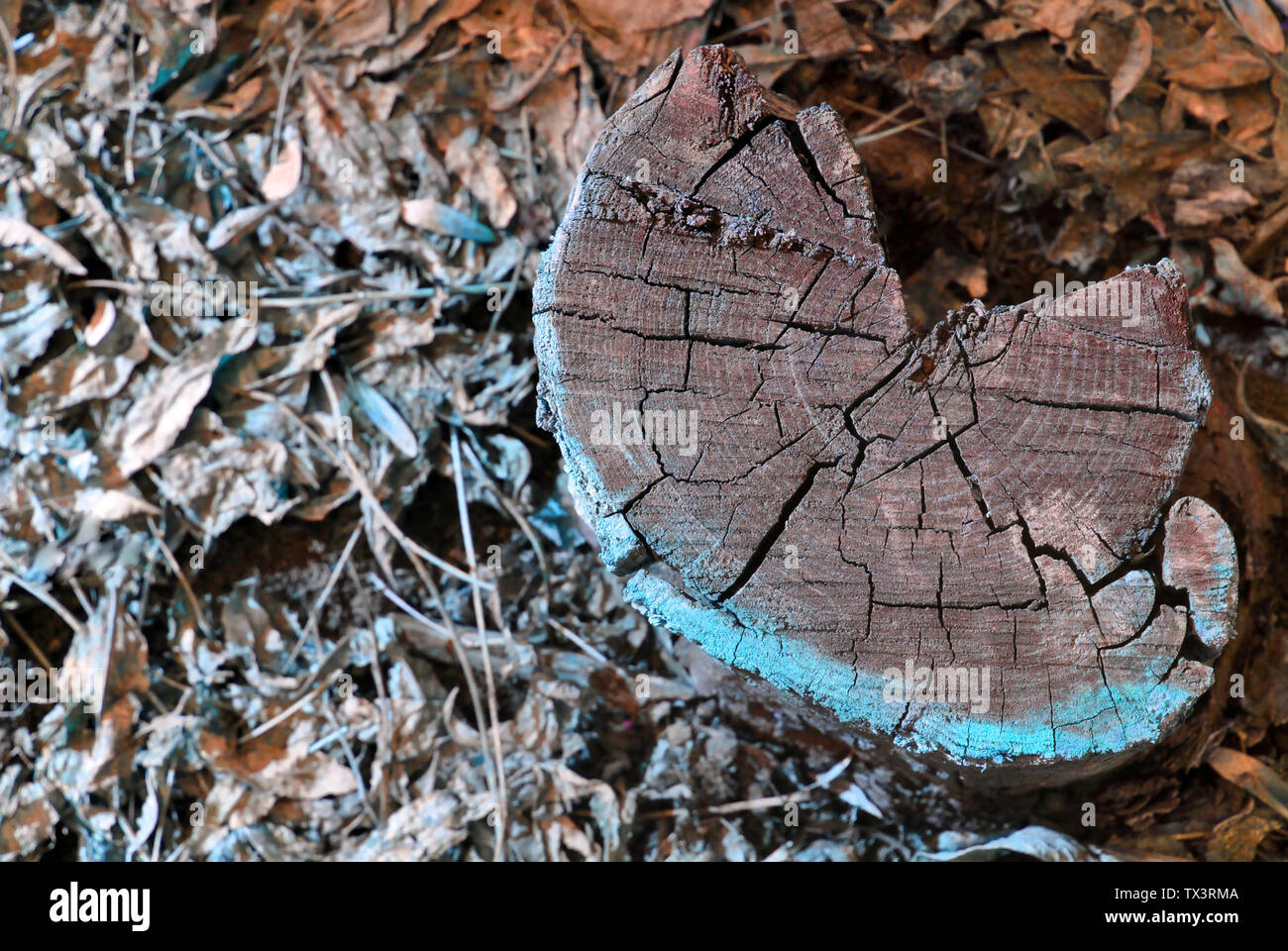 Old tree trunk texture, sawed section top view, blurry dry leaves ...