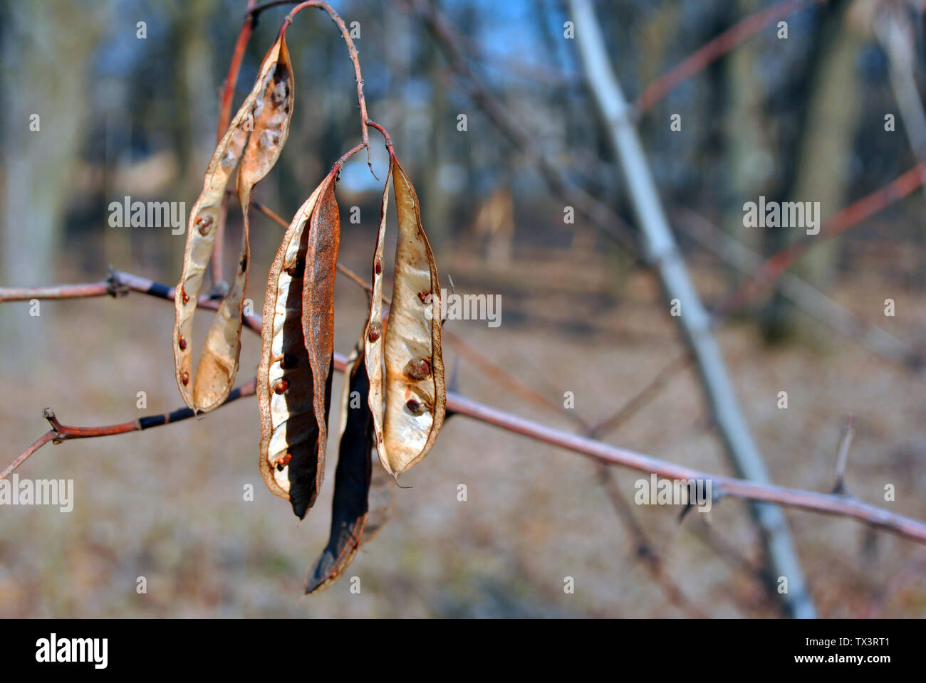 Dry acacia seed pods on branch, soft blurry background Stock Photo - Alamy