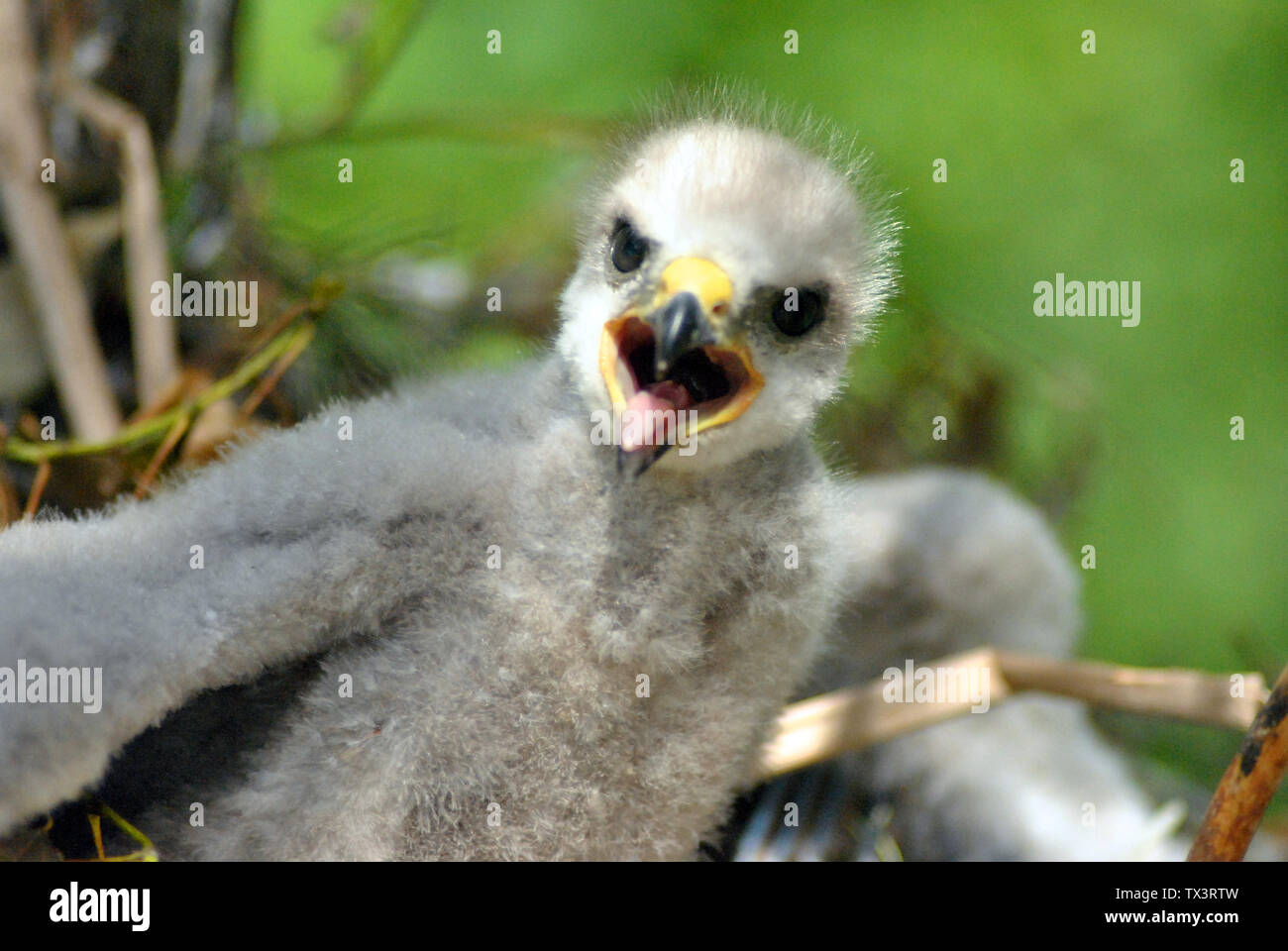 Hatchling the common kestrel (Falco tinnunculus, European kestrel ...