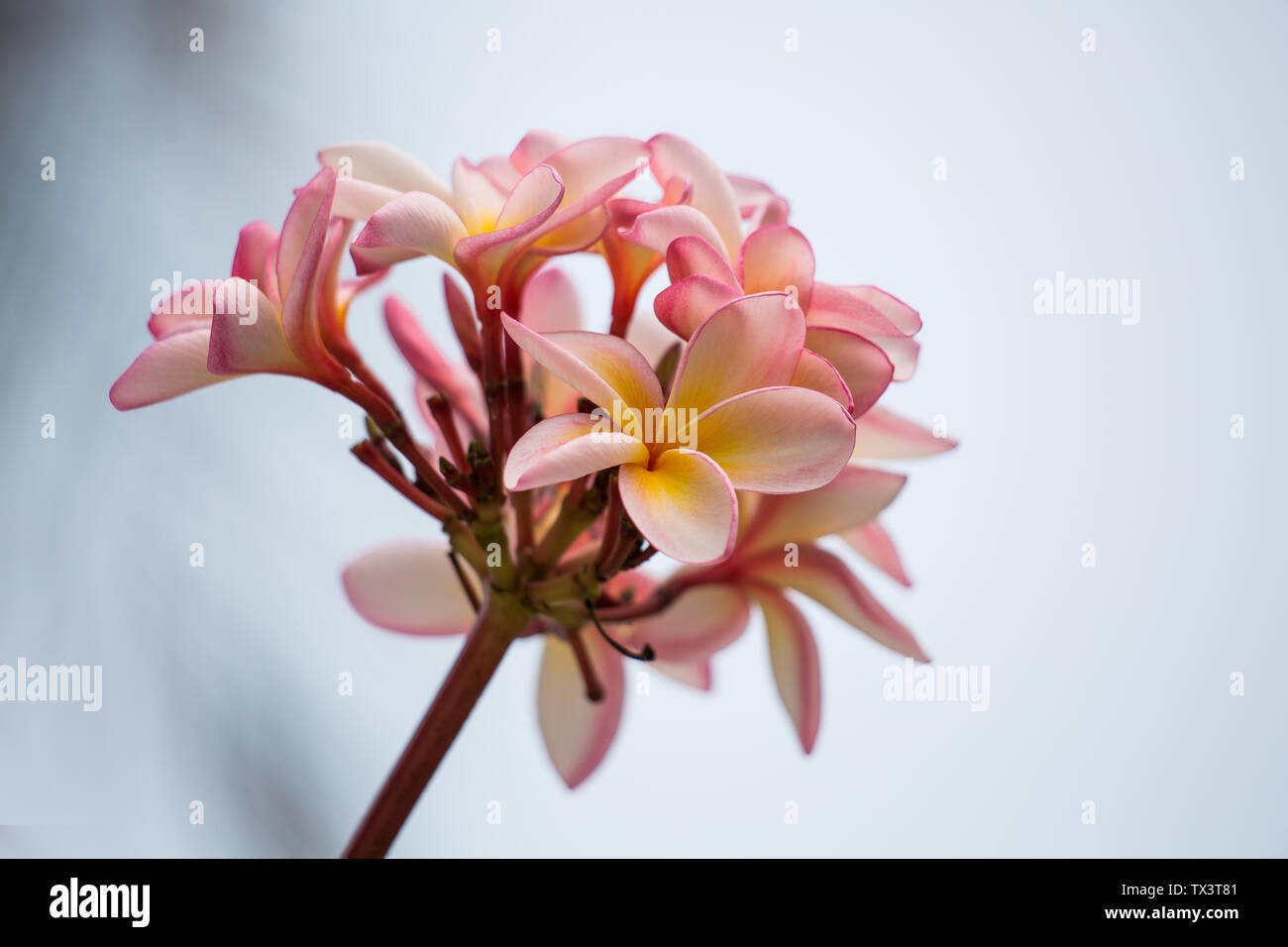 Foreign flowers hi-res stock photography and images - Alamy