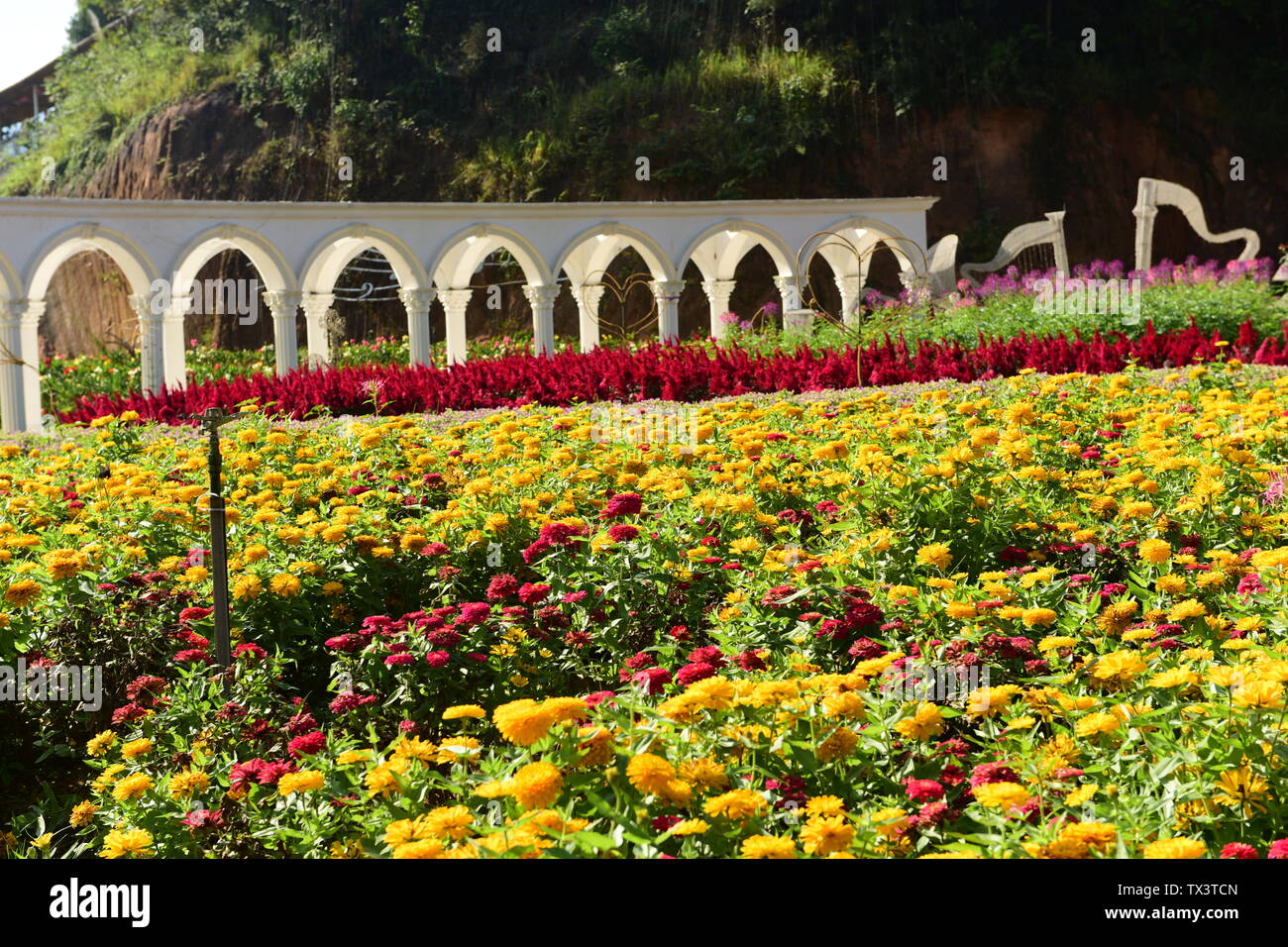 Flower Sea Promenade Stock Photo - Alamy