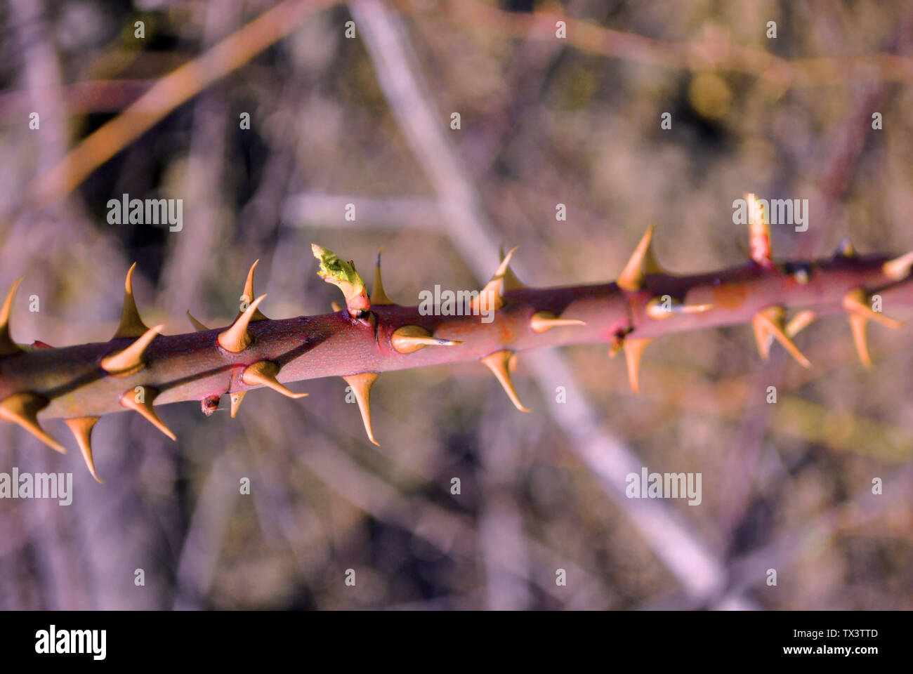 Rose hip twigs hi-res stock photography and images - Alamy